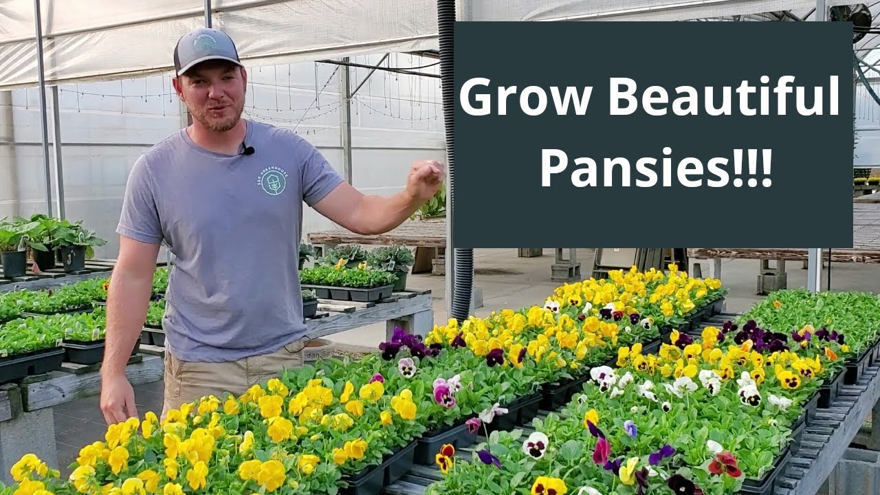 How To Grow and Care For Pansies |Everything You Need To Know|
