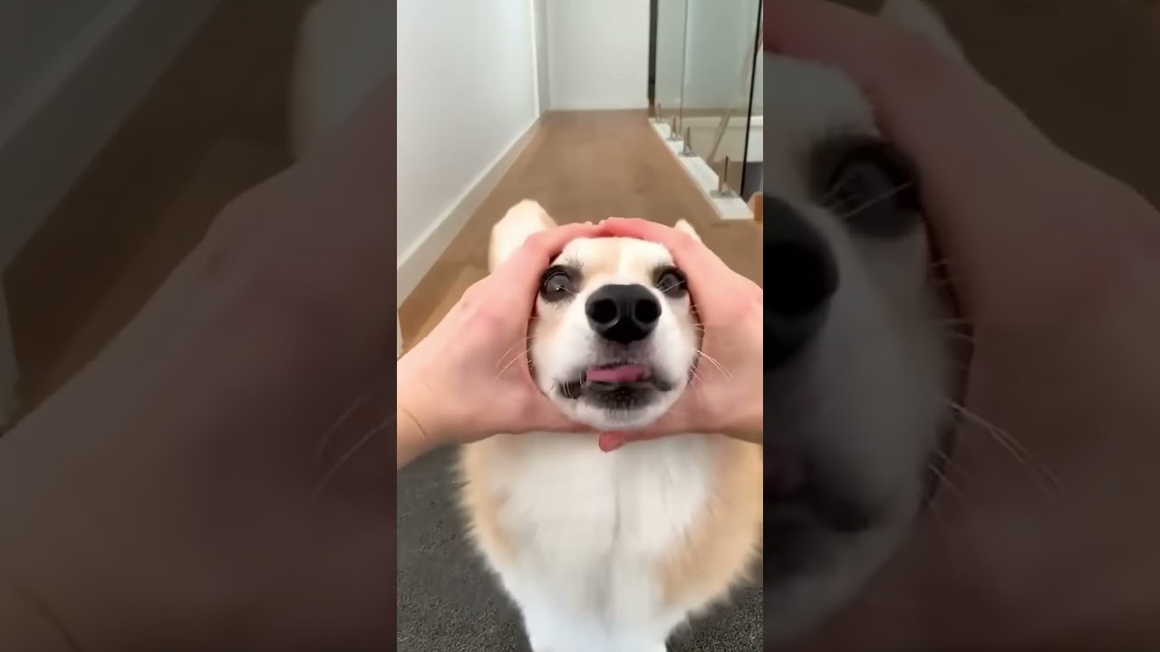 cute corgi action