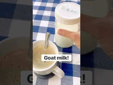 How to get sweet, creamy goat milk 🐐 🥛 #shorts #goatmilk #homesteadingfamily