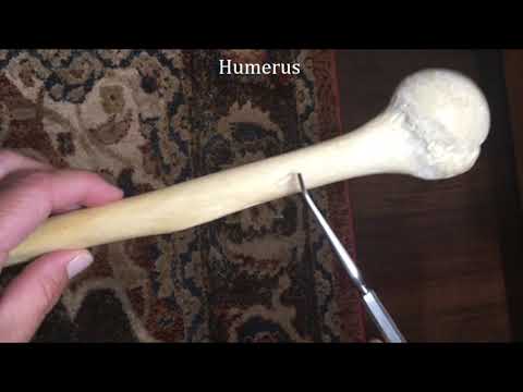 9 Humerus