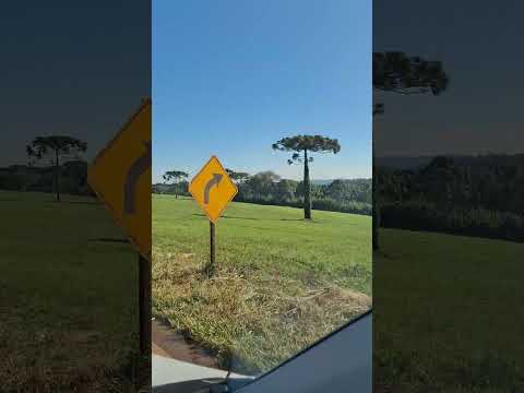#Paraná#Brasil#agro#verde #araucária 🇧🇷✨️