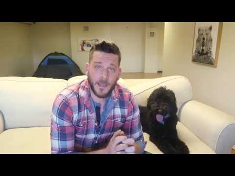 Bernedoodle Review