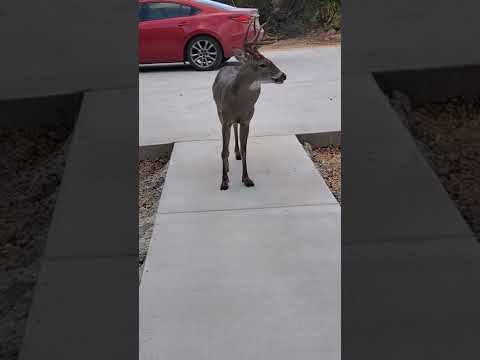 CWD Facts - Chronic Wasting Disease (CWD) #shorts