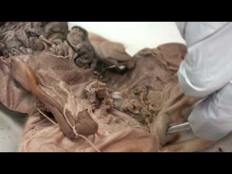 Fetal Pig Dissection - Functions of Organs "Down There"