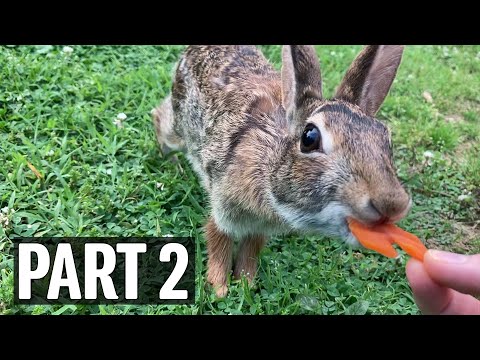 Wild Bunny Eats Carrots (part 2) | Miscellaneous Monday