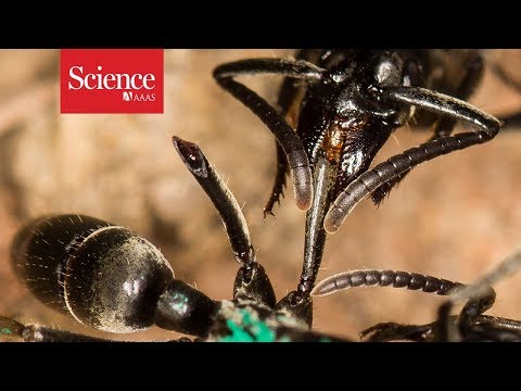 Ants injured while hunting for termites get help from paramedic-style ...