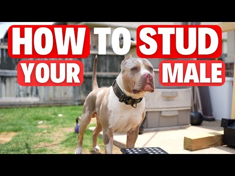 How to STUD your MALE?!?!? (Dog Breeding)