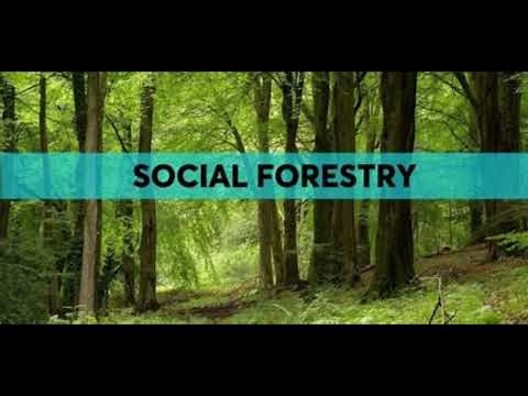 What do you understand by social forestry