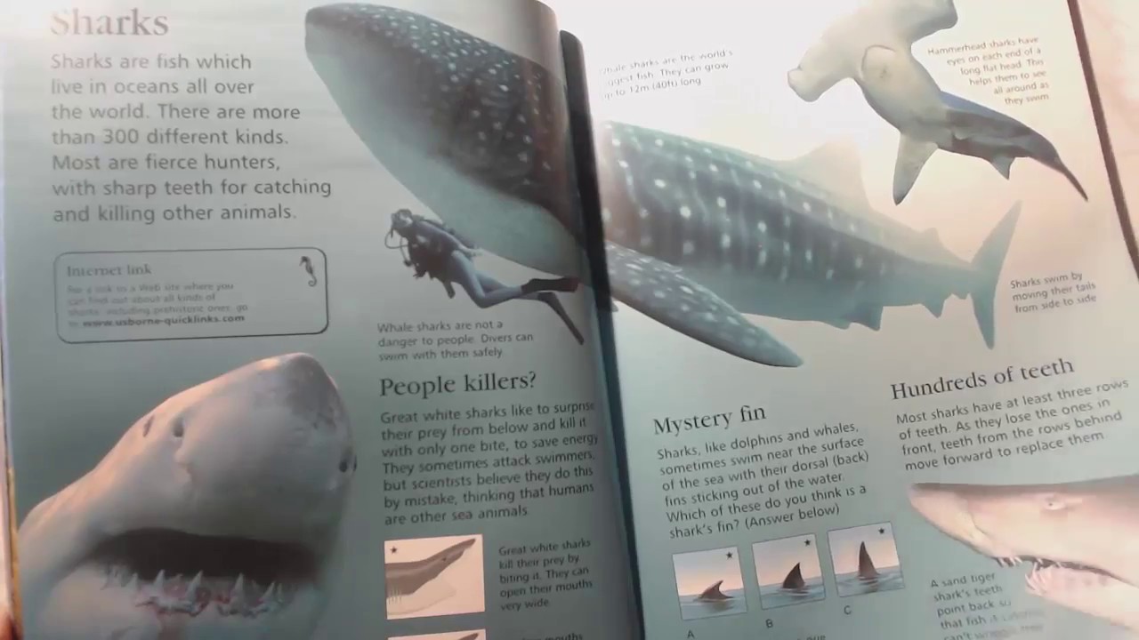 Usborne Encyclopedia of Seas and Oceans - A Flip Through Video
