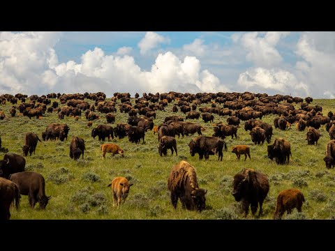 Durham Bison Ranch (Gillette, Wyoming)