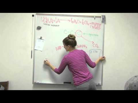 Acetyl COA Formation