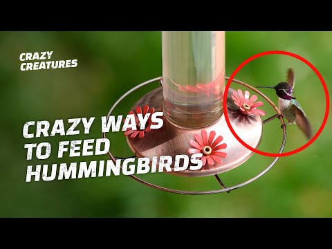 Why Are People Feeding Hummingbirds in the Craziest Ways?