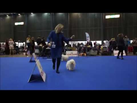 Bolognese at CACIB Brno 2019
