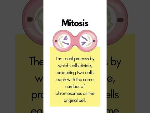 Mitosis definition #english #learnenglish #vocabulary #education #learning