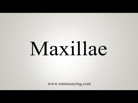 How To Say Maxillae