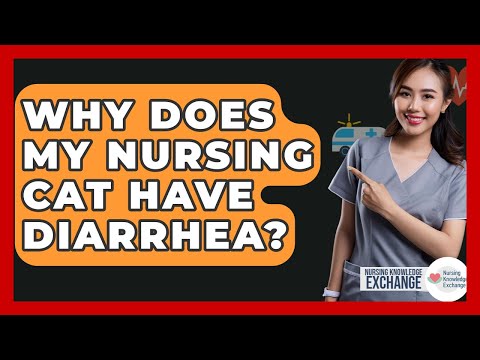 Why Does My Nursing Cat Have Diarrhea? - Nursing Knowledge Exchange