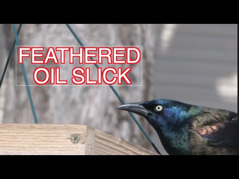 The Iridescent Common Grackle: NARRATED