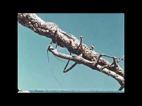 Tropical Rain Forest (1961) plant and animal life