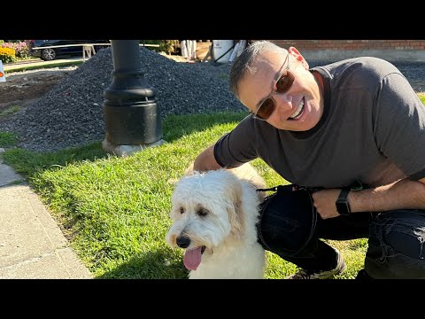 English Golden Doodle Playful Rufus