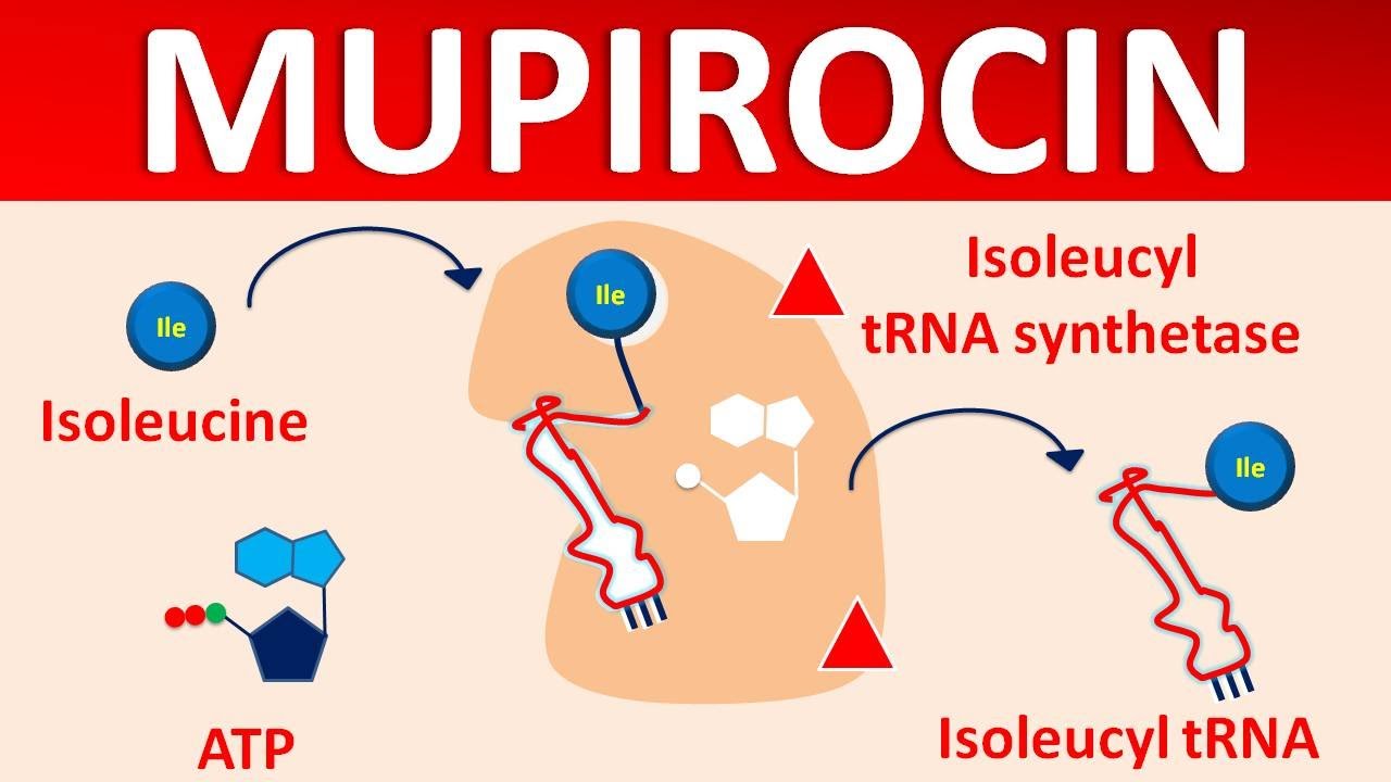 Mupirocin - Mechanism, side effects, precautions & uses