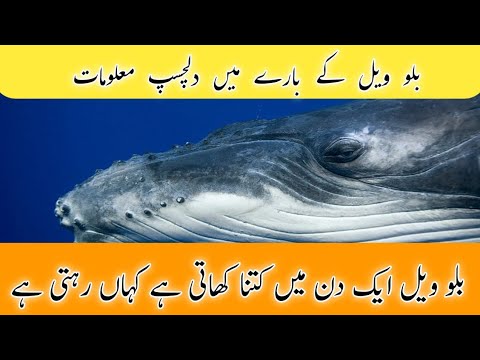 how to bule whale fish | bule whale fish information in urdu | urdu Ka Safar
