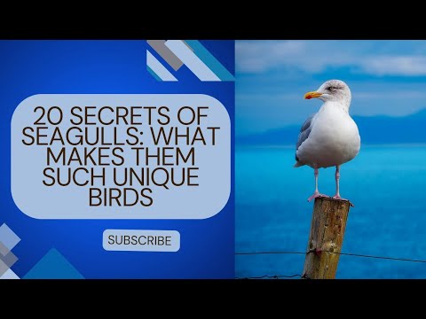 20 Secrets of Seagulls: What Makes Them Such Unique Birds