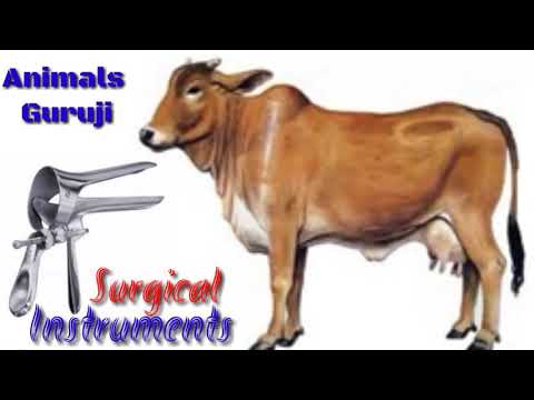 Veterinary Surgical Instruments