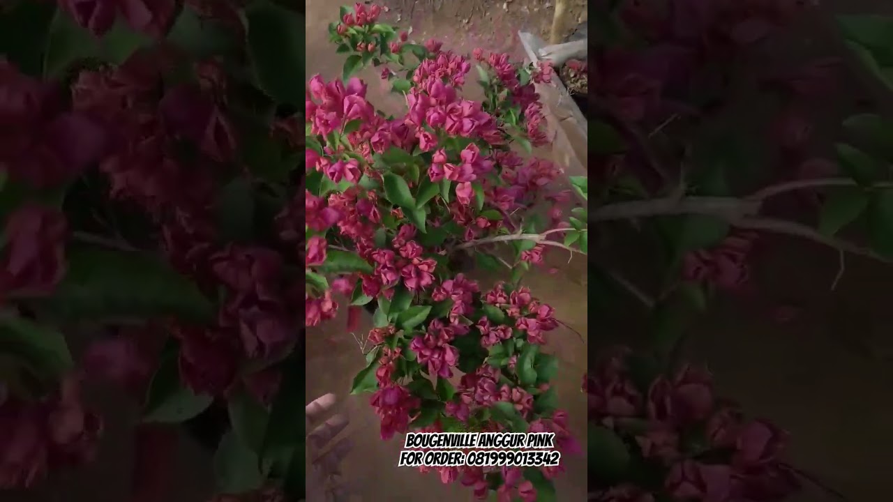 Bougenville Anggur Pink #jualbougenville #bougenville