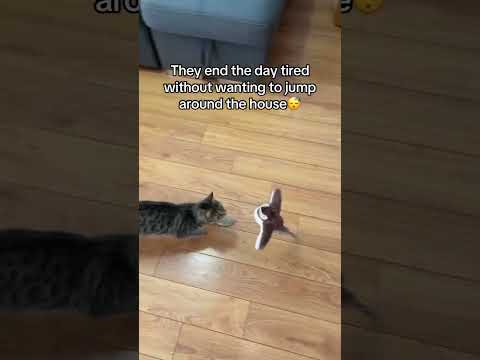Interactive Flying Bird Cat Toy