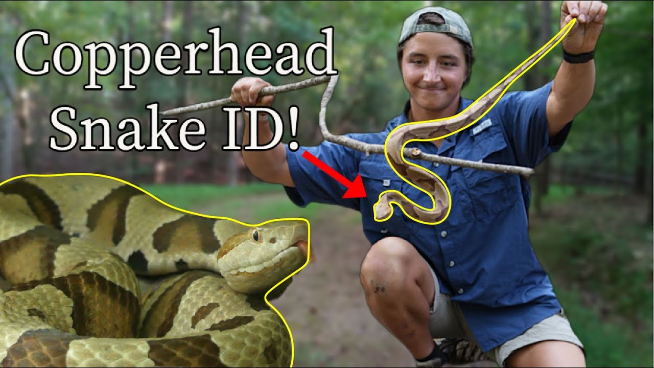 Copperhead Snake Identification: 3 Easy Tips!