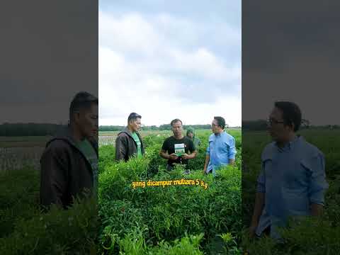 LAHAN CABAI PAKAI PUPUK AQ GREEN, TERBUKTI SUBUR