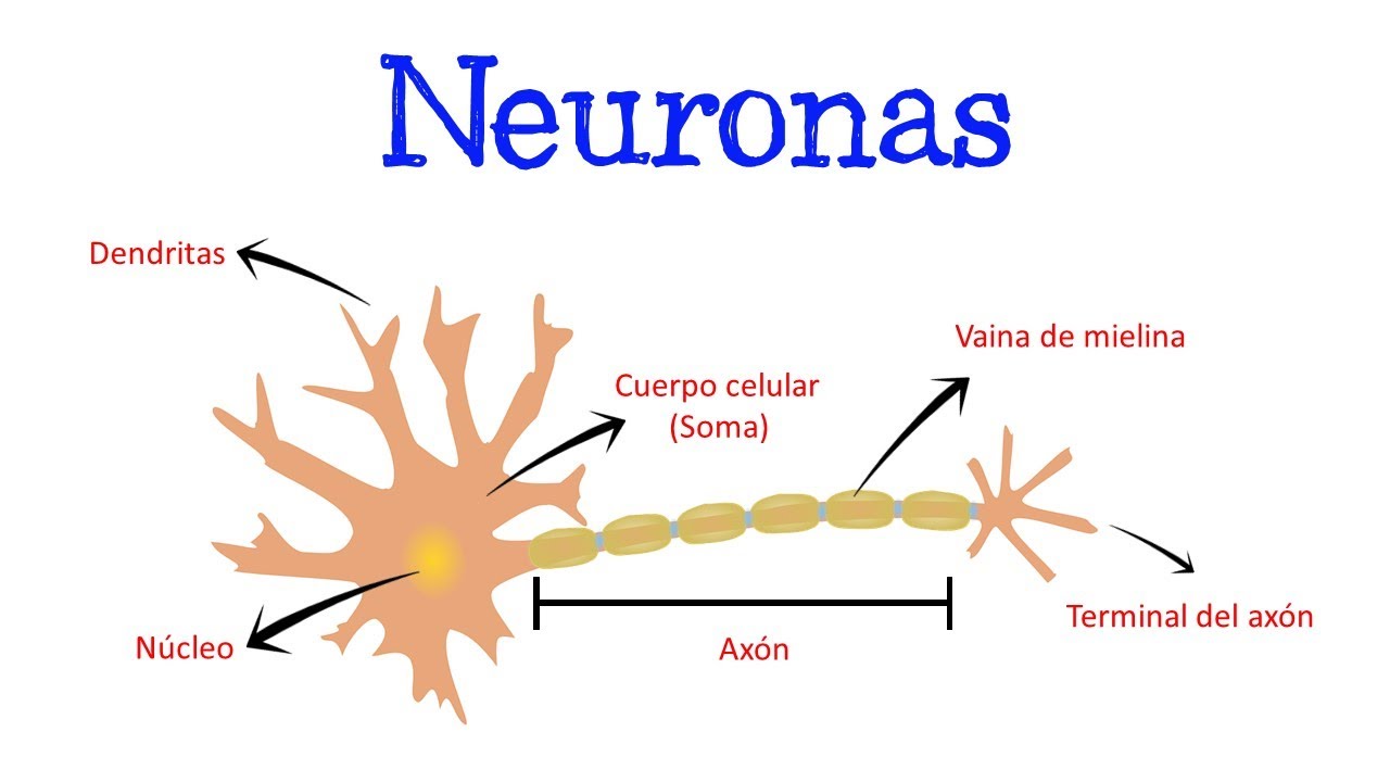 ¿cuáles Son Las 7 Partes De Una Neurona Valetry