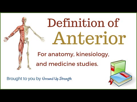 Anterior Definition (Anatomy, Kinesiology, Medicine)