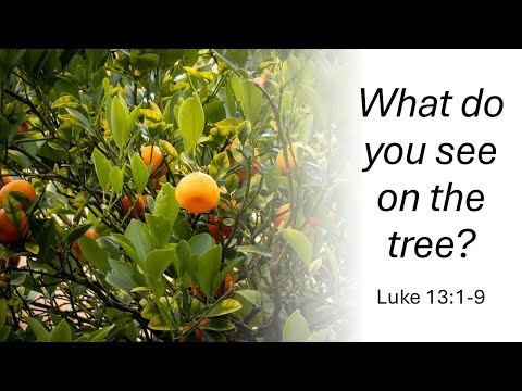 What do you see on the tree?