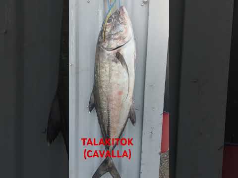 TALAKITOK OR CAVALLA IN ENGLISH CAUGHT IN THUWAL SEAPORT , JEDDAH K.S.A.