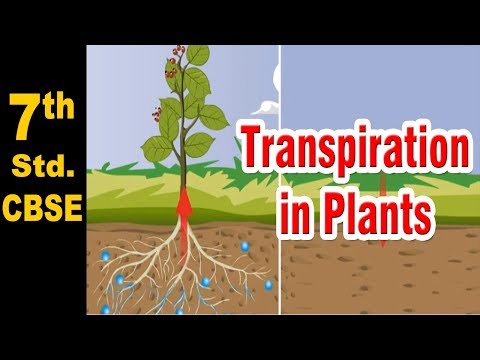 Class 7 | Transpiration in Plants | Science | NCERT | CBSE Board | Home Revise