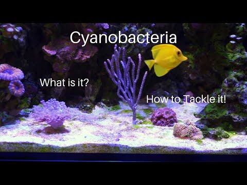 Cyanobacteria and Your Reef Tank