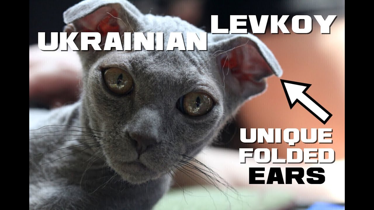 Ukrainian Levkoy Facts - The Naked Foldy Chip-eared Cat - Animal a Day U Week