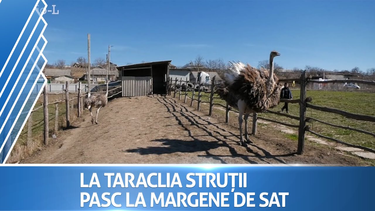 După o vizită în România, a decis să înființeze o fermă de struți ...