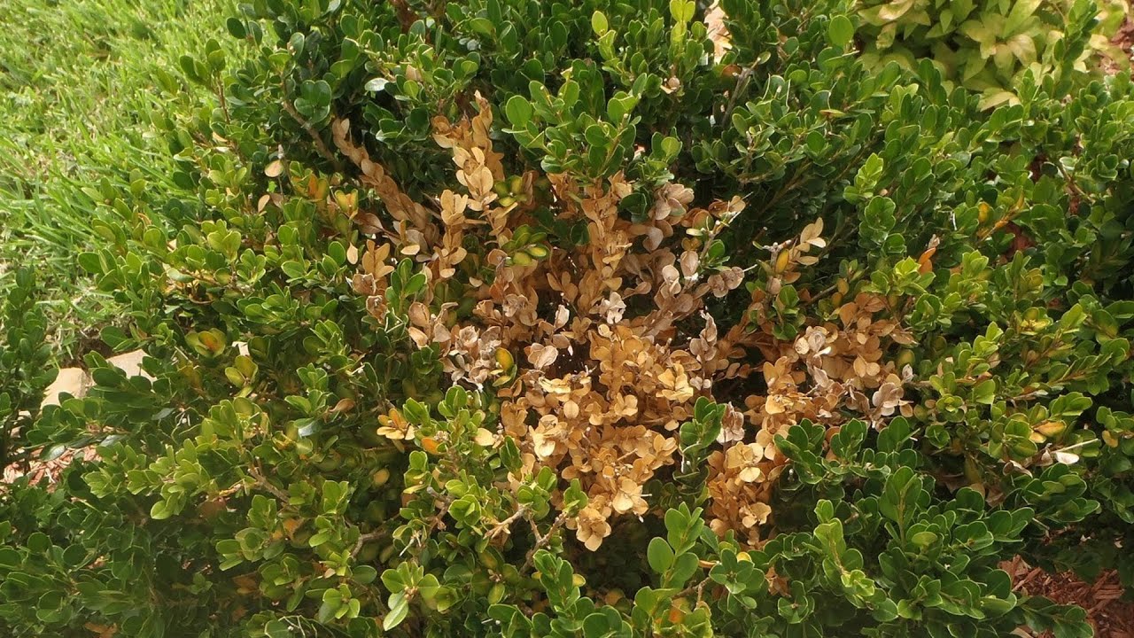 What's Wrong with My Boxwood?