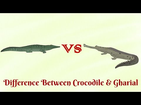 Crocodile vs Gharial... who is more aggressive?