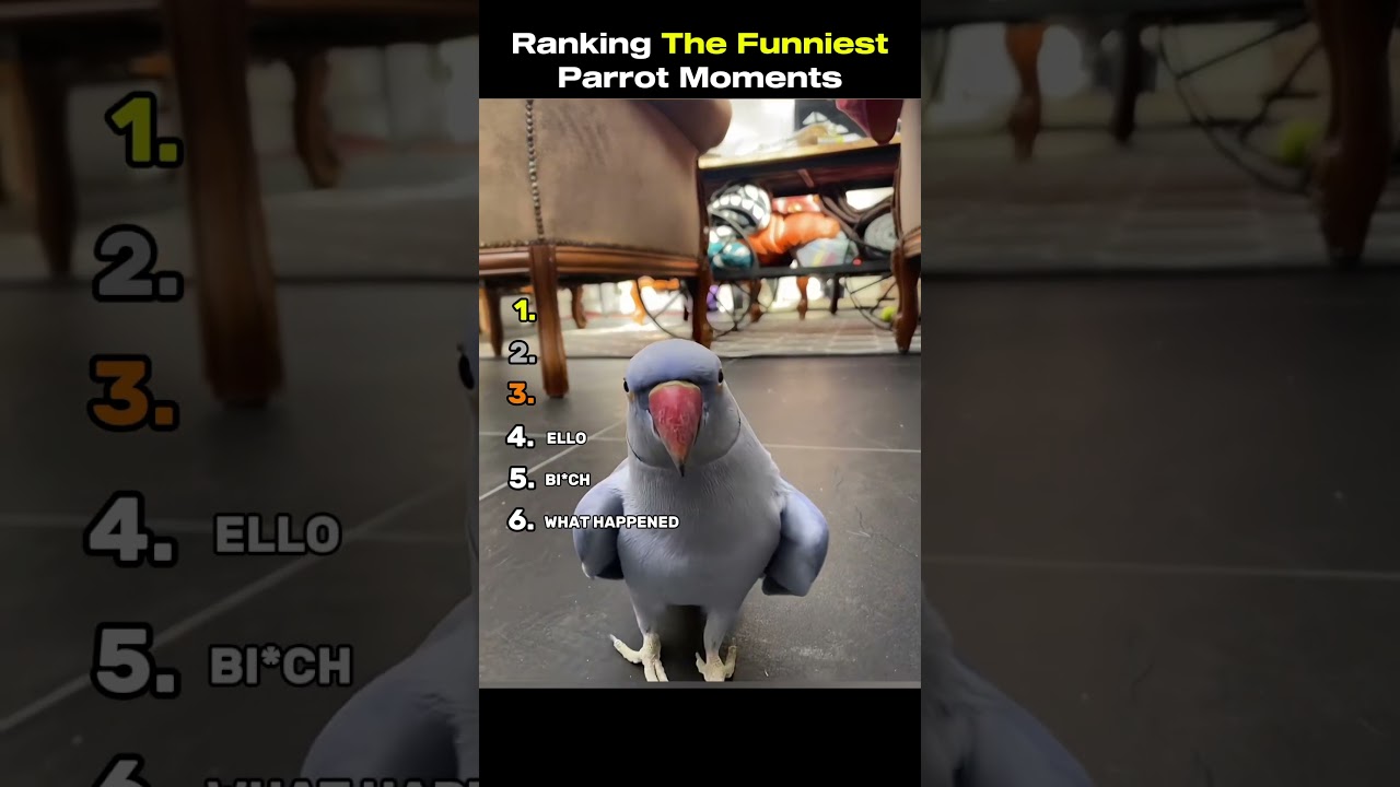 Ranking The Funniest Parrot Moments