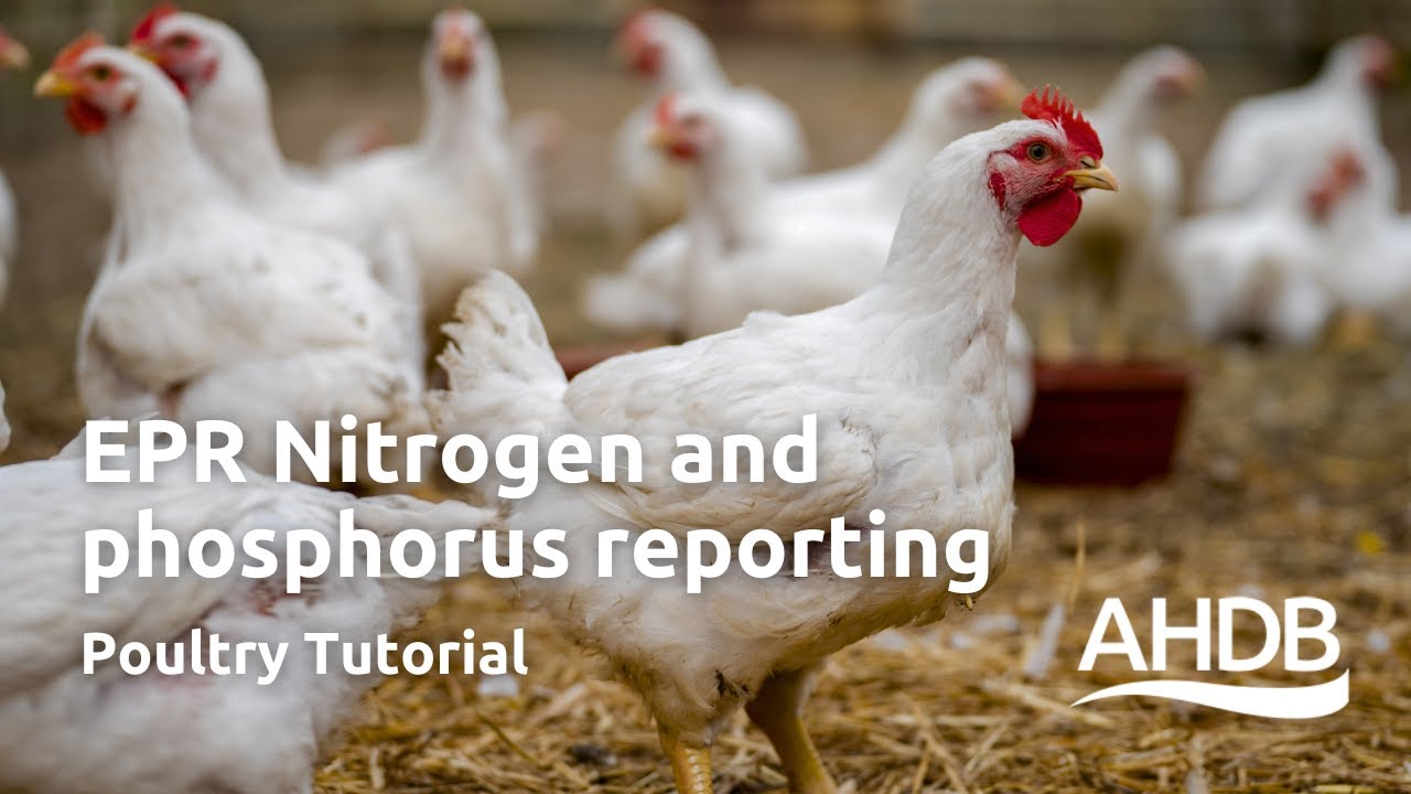 EPR Nitrogen and phosphorus reporting tutorial - Poultry | AHDB