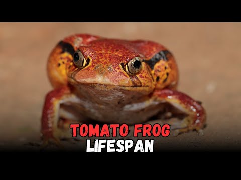 What Is The Lifespan Of A Tomato Frog, Buying Cost, Diet, Care Sheet Guide for Beginners