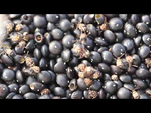 Callosobruchus chinensis infestation
