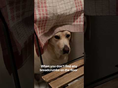 🥺Those puppy eyes and that sad Labrador face #labradorretriever #labradorpuppy #dogshorts #dogshort