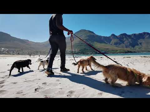 BEACH PAWTY TIME!