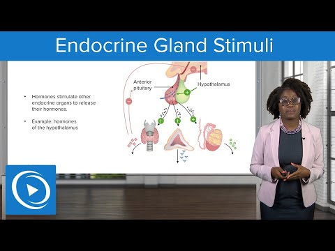 Endocrine Gland Stimuli – Physiology | Lecturio Nursing