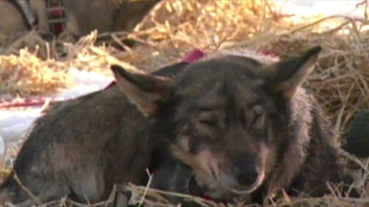 Iditarod Sled Race Team Attacked By Drunk Snowmobile Driver! Killing 1 Dog!