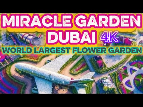 Dubai Miracle Garden: The World's Largest Natural Flower Garden in Dubailand, UAE.